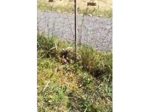 Elazığ’da Kırmızı Liste’de korunan alaca sansar ailesi görüntülendi