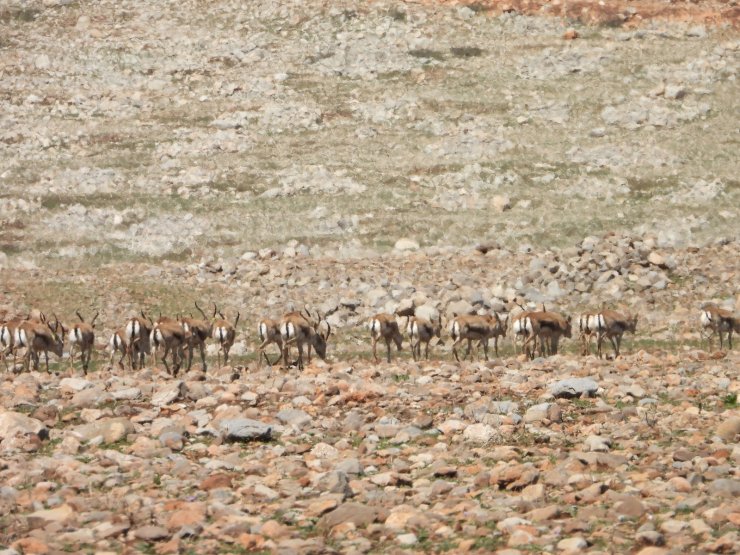 Cudi Dağına bırakılan nesli tükenme tehlikesi altındaki ceylanlar sıkı ...