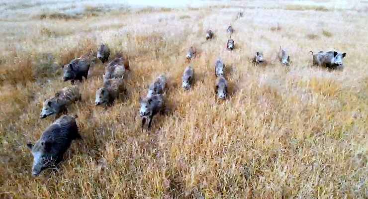 Çoban köpeğinin domuz sürüsüyle burun buruna geldiği anlar dron ...