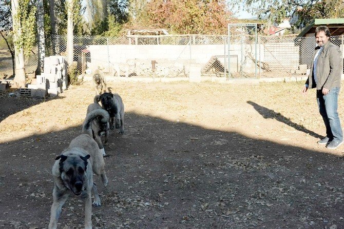 150 yıllık secereli ’Panter Kangal’ ırkını Uşak’ta yetiştiriyor